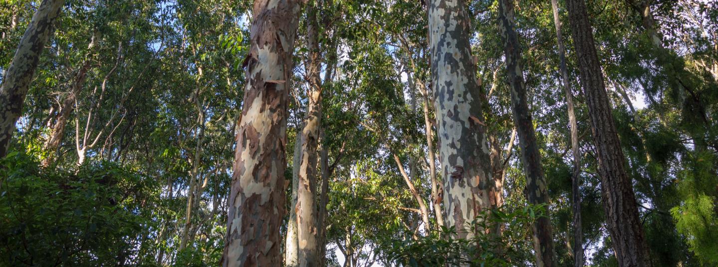 Home Page | Forest Stewardship Council